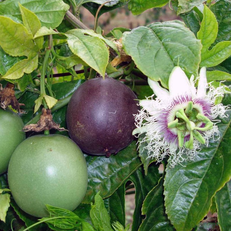 How To Grow Passionfruit In Pots A Step By Step Guide Prolific Passion